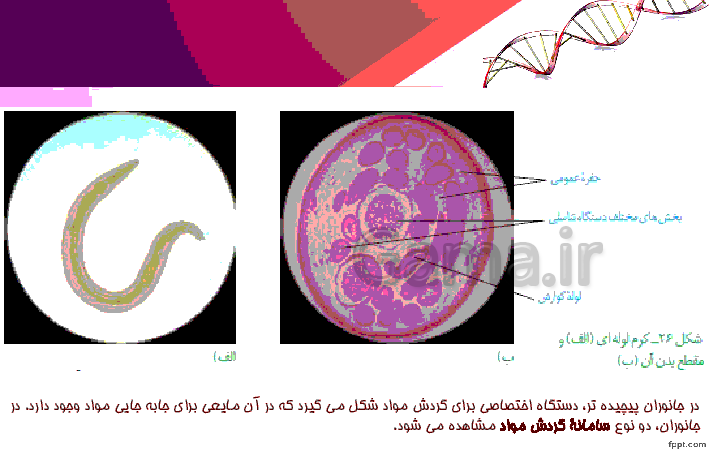 پاورپوینت زیست شناسی پایۀ دهم رشتۀ تجربی فصل 4 گردش مواد در بدن گاما