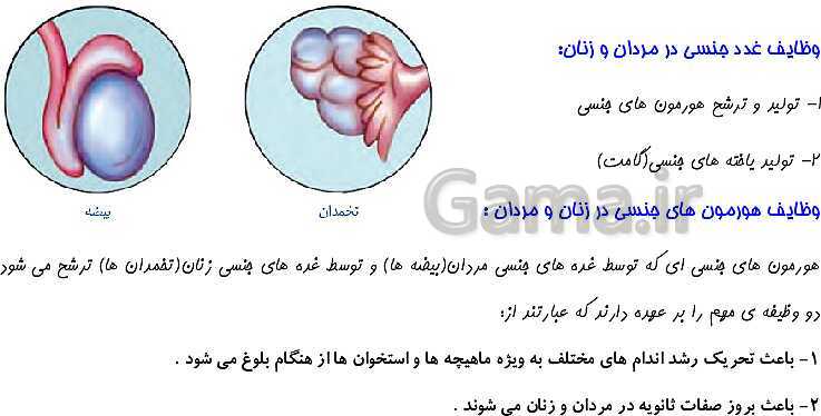 پاورپوینت علوم تجربی هشتم فصل 6 تنظیم هورمونی گاما