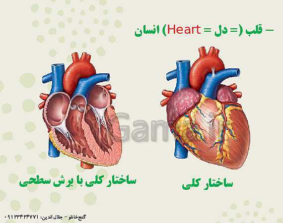پاورپوینت گفتار 1 از فصل چهارم زیست شناسی دهم تجربی | قلب | گاما