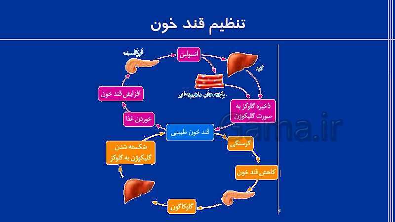 پاورپوینت علوم هشتم فصل 6 تنظیم هورمونی گاما
